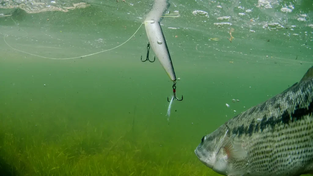 Does Color Matter? - Find Out Which Bait to Choose.